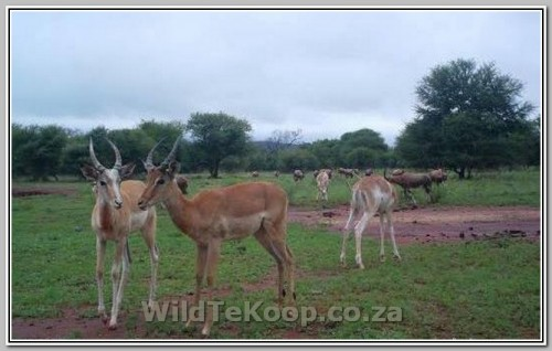 Impala splits for sale - Rooibok split ramme-ooie te koop - WildLife ...