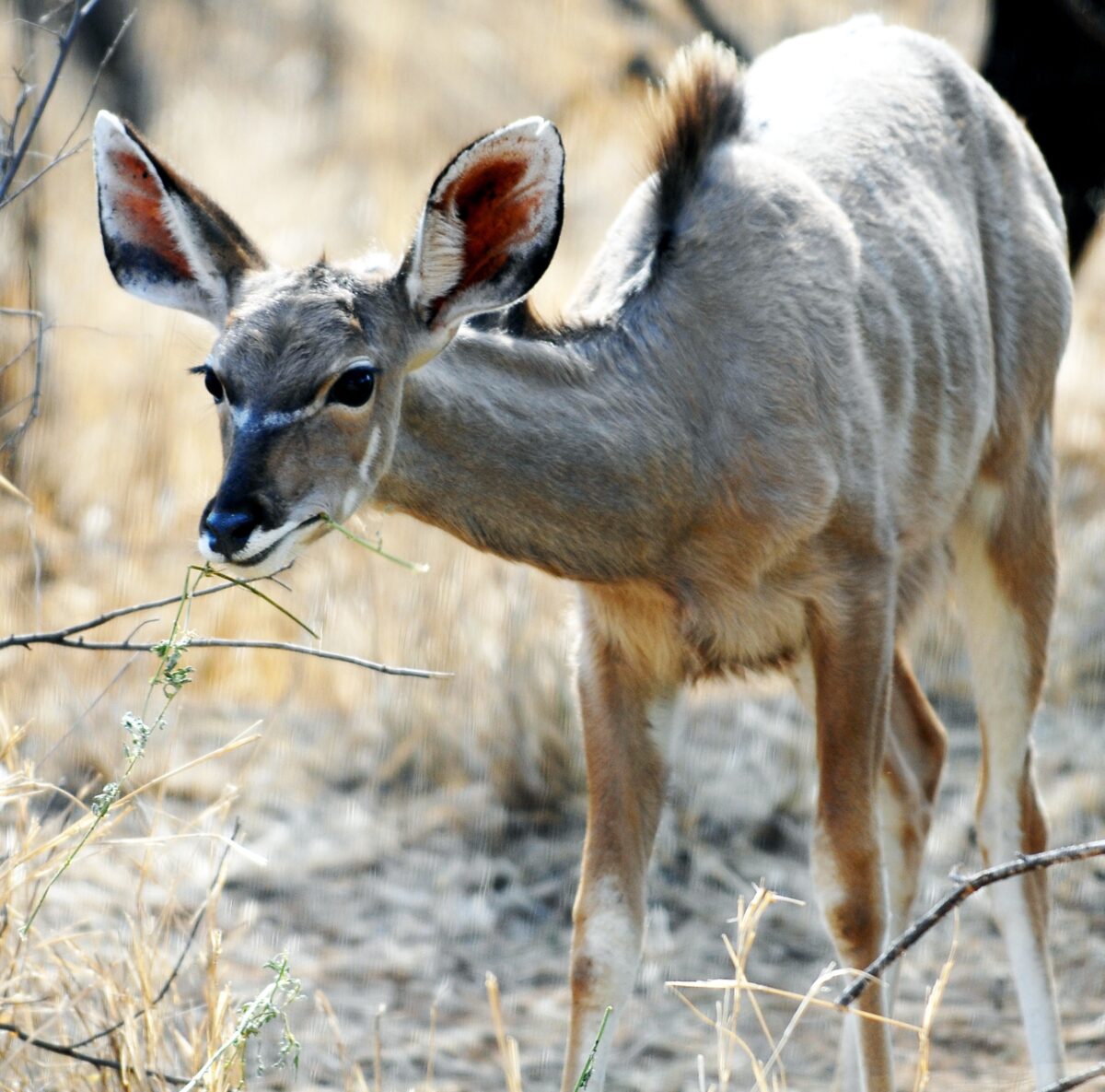 Koedoe familie groepe - WildLife South Africa Classifieds