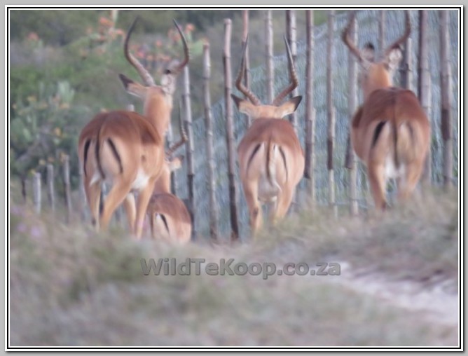 Impala splits for sale - Rooibok split ramme-ooie te koop - WildLife ...