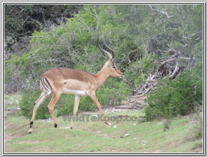 Impala splits for sale - Rooibok split ramme-ooie te koop - WildLife ...