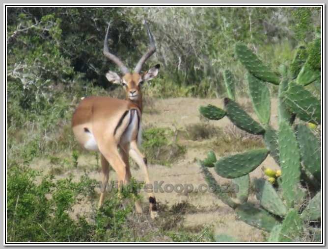 Impala splits for sale - Rooibok split ramme-ooie te koop - WildLife ...